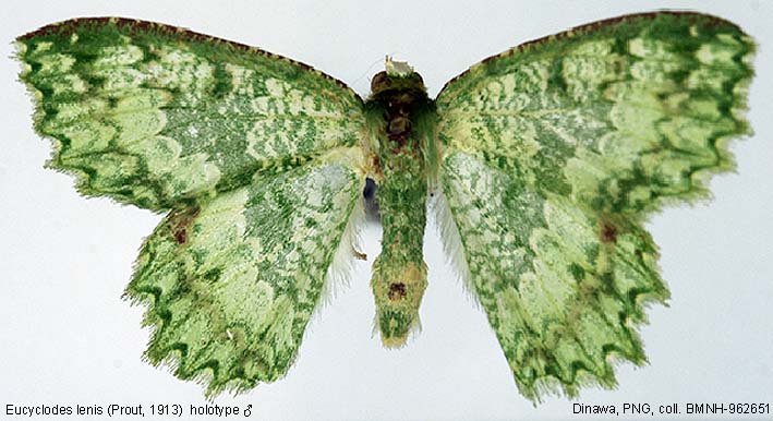 Papua Insects Foundation (Lepidoptera/Geometrinae thumbnails)